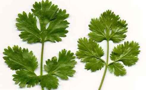 simplisia farmakognosi: Folium (Daun)