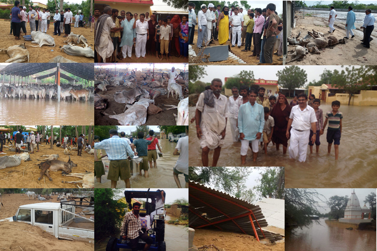 Gauseva and Gauchar Vikas Board, Gujarat.: Dr. Kathiria & his team ...