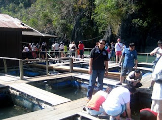 kereta sewa langkawi: mangrove tour