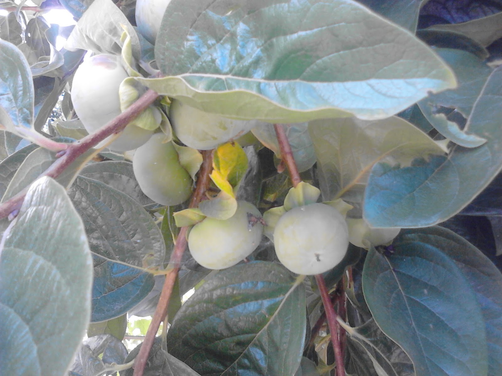 A Minha Pequena Horta: Dióspiros