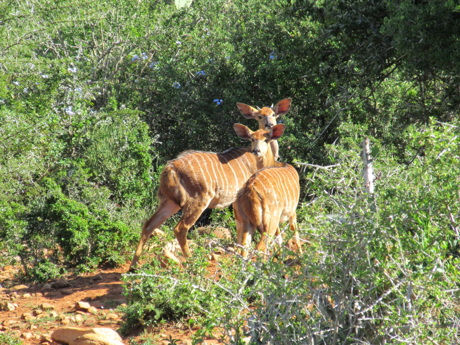 Laurel Ridge Farm: South Africa Trip - Touring Photos
