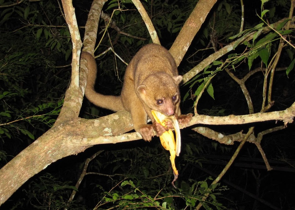 TVL: ANIMAL DA SEMANA - JUPARÁ