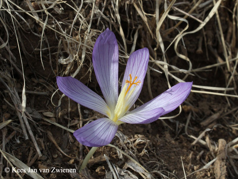 The Country Of Crocuses: Crocus kotschyanus subsp. hakkariensis