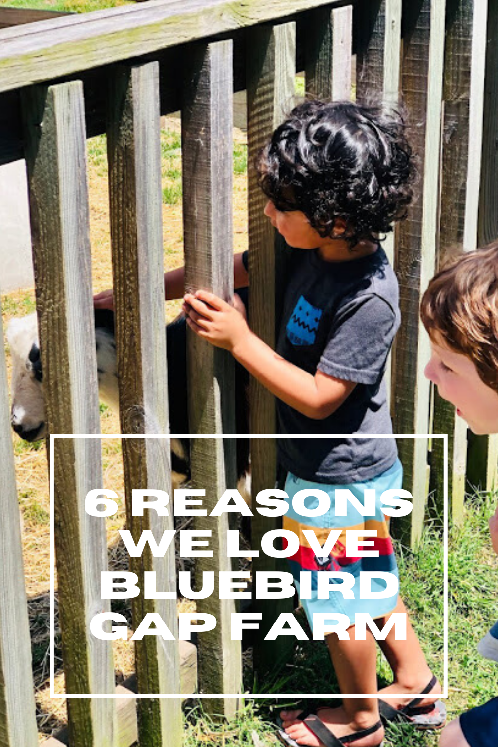 6 Reasons We Love Bluebird Gap Farm - Toddlin' Around Tidewater