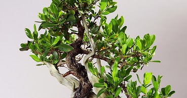 Buttonwood Bonsai Trees - About Bonsai
