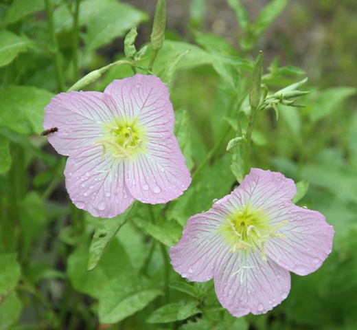 Staudecafeen: Plantemarked + Haven i Hune + Garden Living i Hillerød