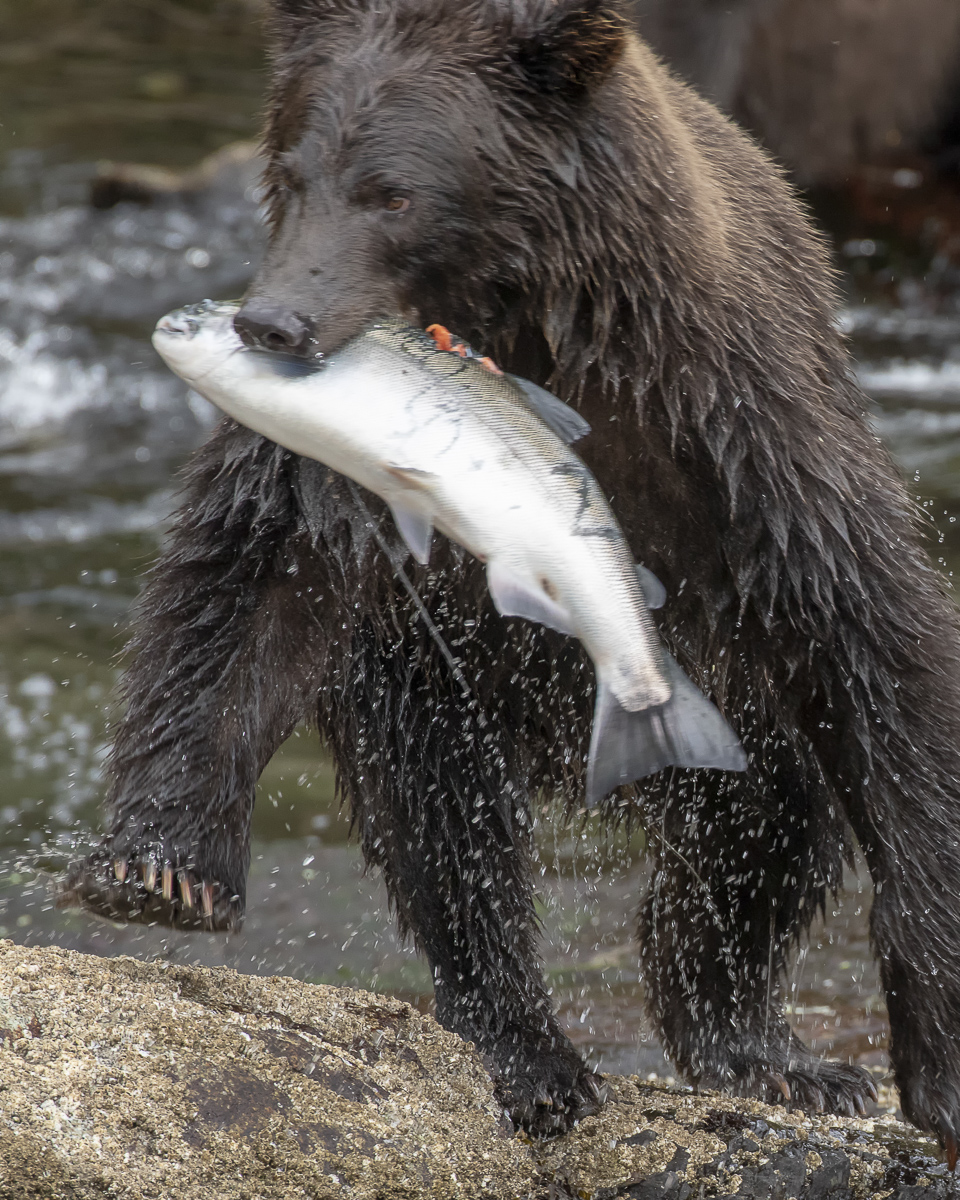 Birds-n-Blooms: Bears Galore