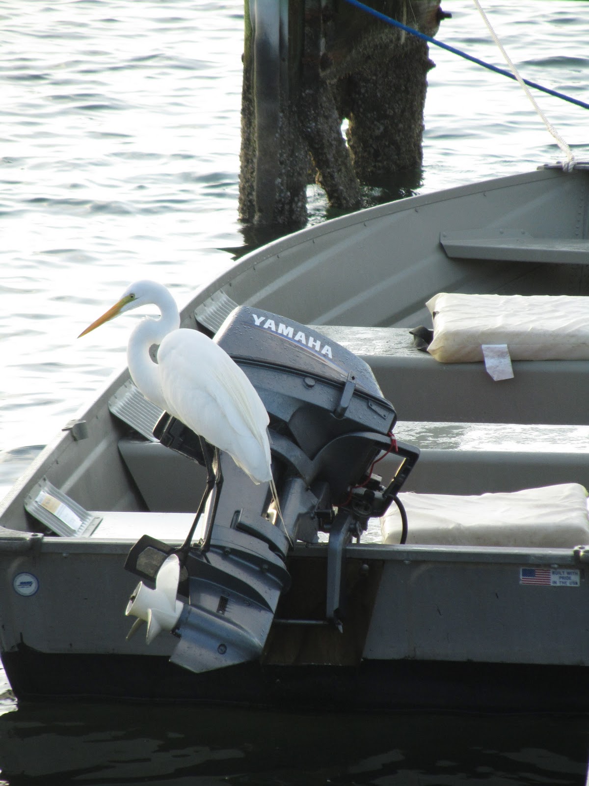 Connecting Pieces: Shell Seeker- Hunting for Conch Shells