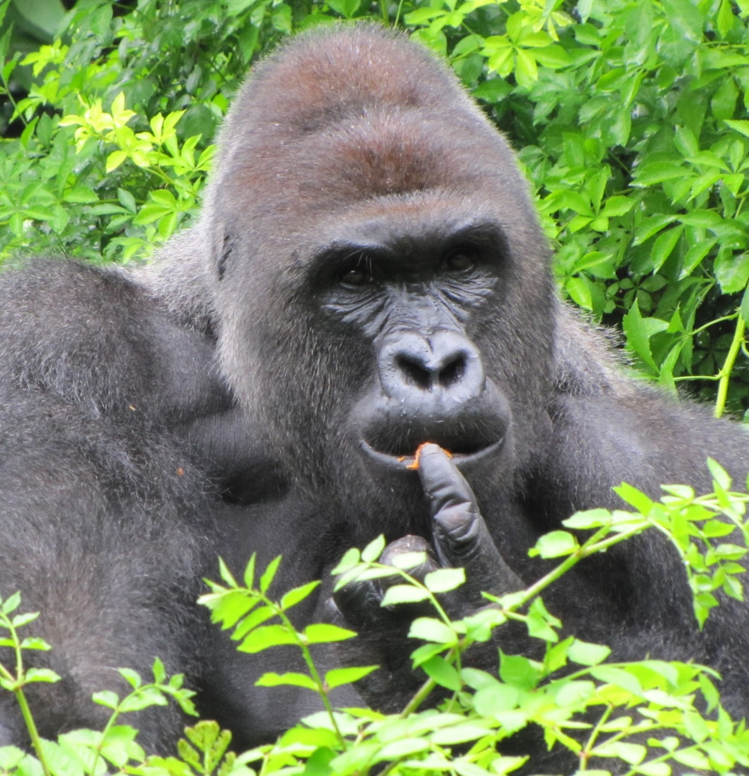 My Polar Bear Friends and Friends of Polar Bears: Harambe's loss a ...