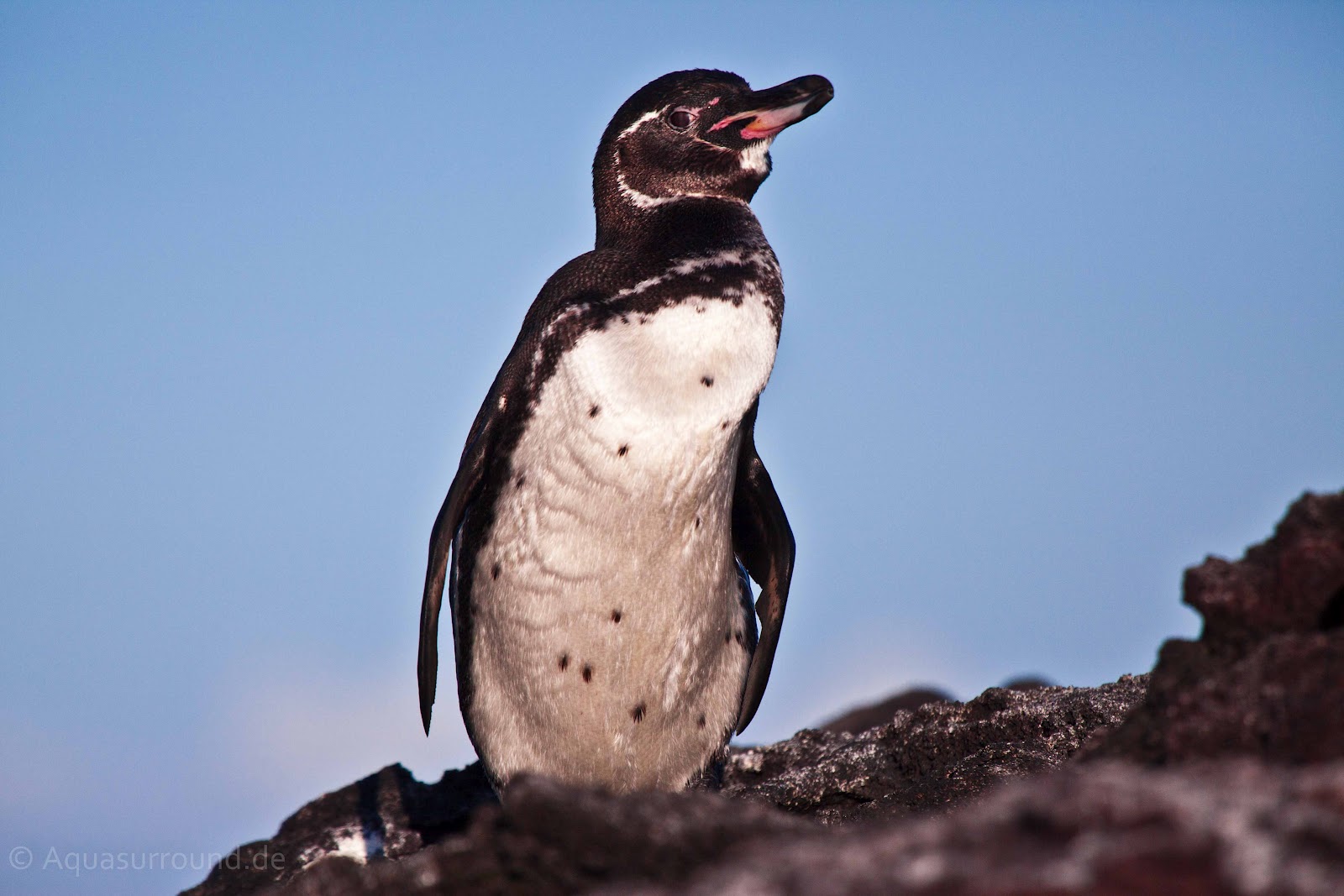 Bartolome Island - Pinnacle Rock and Beautiful Beaches - Galápagos Eco ...