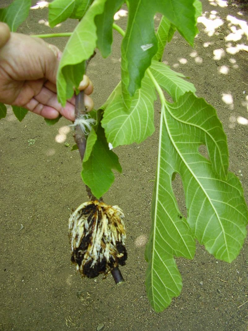 Acodo aereo 2013 | Pre - Bonsai