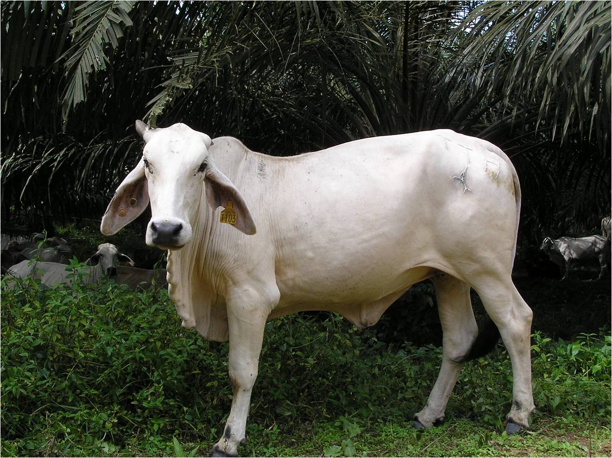 FAIZ RAHMAN :): Panduan Bahagian Daging Lembu, Harga Dan Cara Memasak