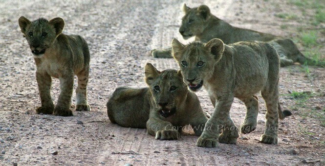 Coral Wild - A Safari Guides Diary: Celebrating the Lion on World Lion Day