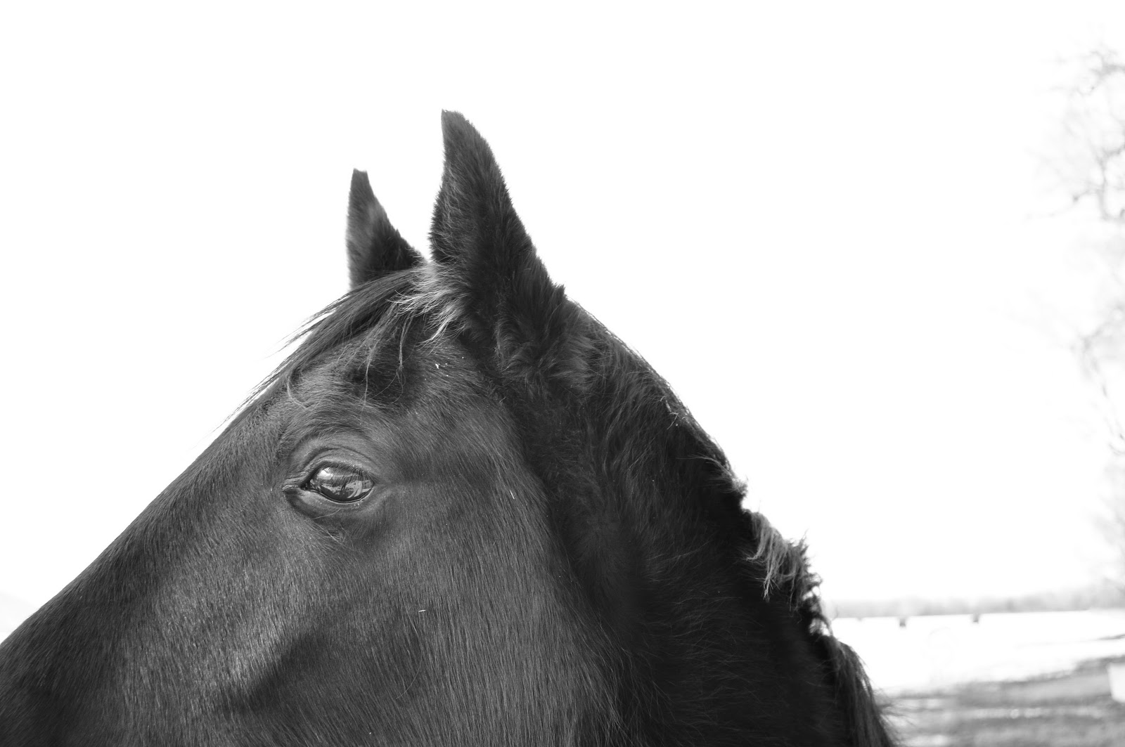 Western Fine Art Photography: Western Art, horse photos, horses, horse ...