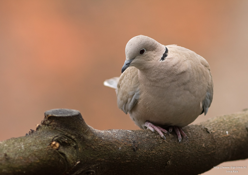Irma's Natuurbeleving: Tortelduif / Streptopelia decaocto