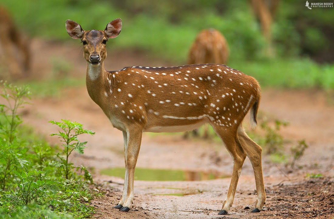 Borneo Wildlife: Deer | TVOKM