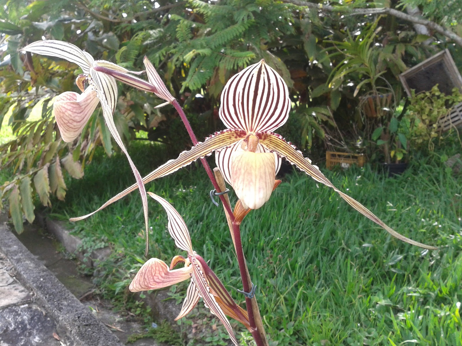 ORQUIDEAS: Paphiopedilum St.Swithin (Paph.rothschildianum x Paph ...