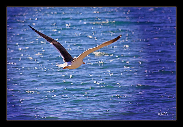 Angélica Italia: Julio Iglesias Vuela alto.