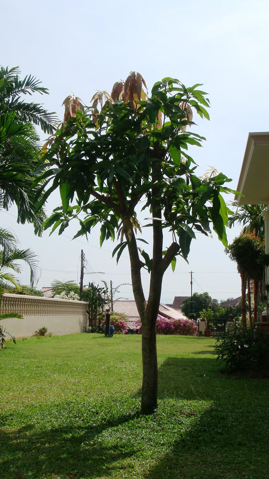 N U K I L A N: AKU SEBATANG POKOK