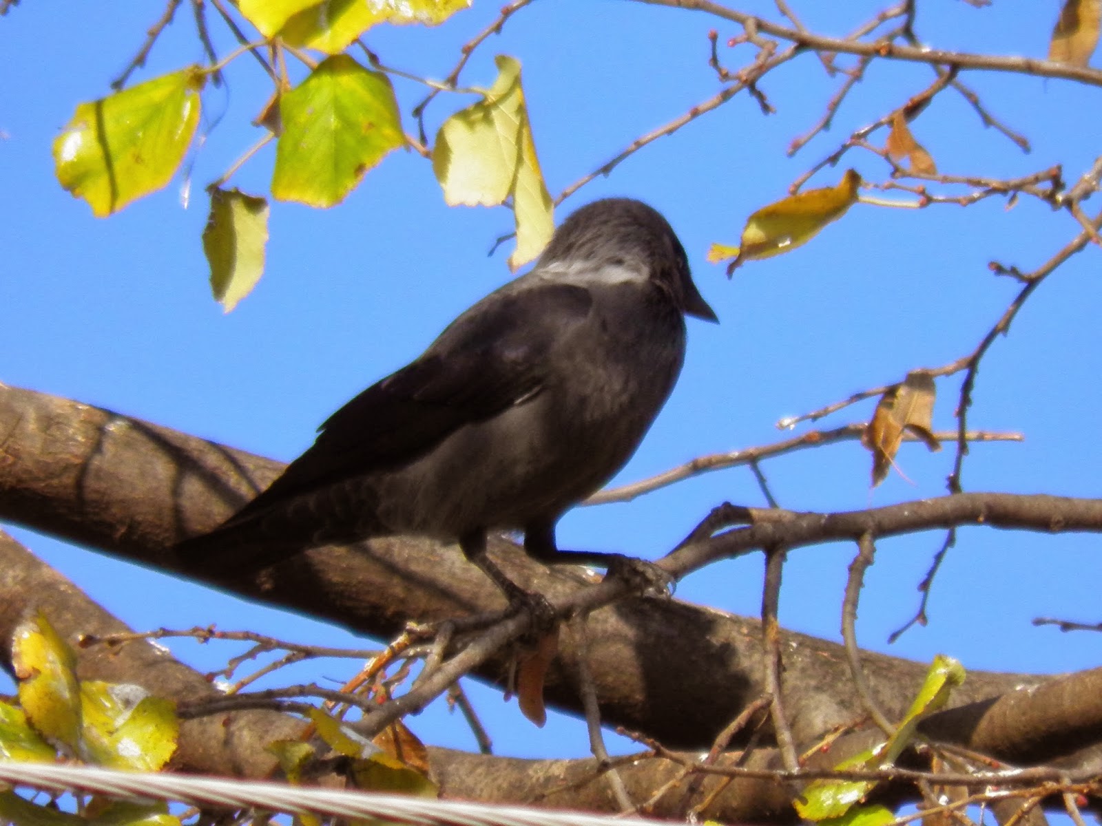 PASARI DIN ROMANIA: STANCUTA, Corvus monedula