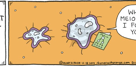World of Biochemistry (blog about biochemistry): Cartoon about meiosis