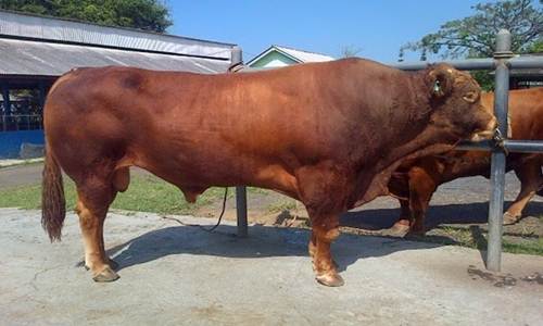 Macam - Macam Jenis Sapi Unggulan Lengkap Beserta Foto