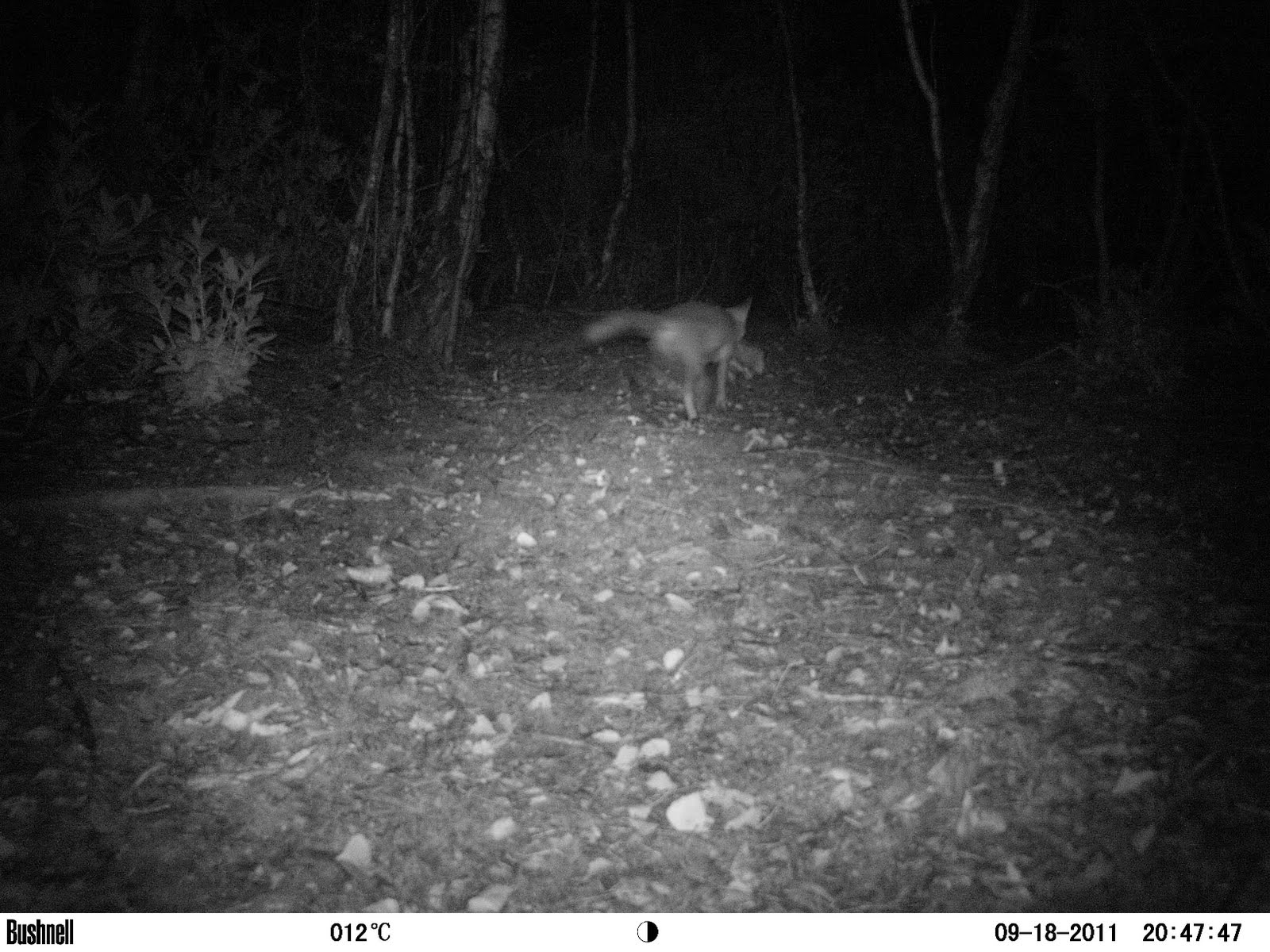 bigcatdetective: Fox carrying rabbit