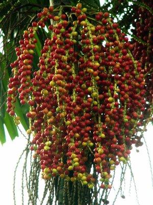 10 Bunga dan Tanaman Untuk Penangkal Ilmu Santet Atau Mengatasi Ilmu ...