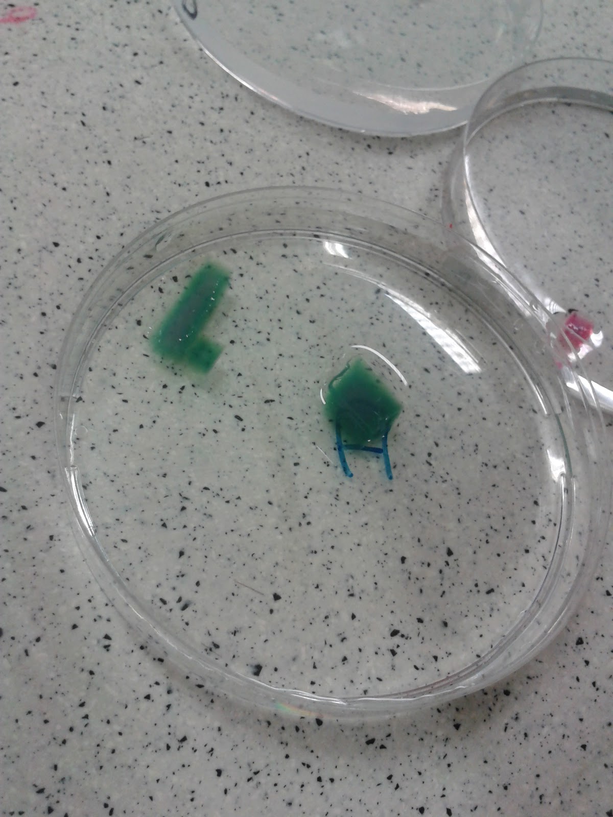 Biology: Lab Practical 7