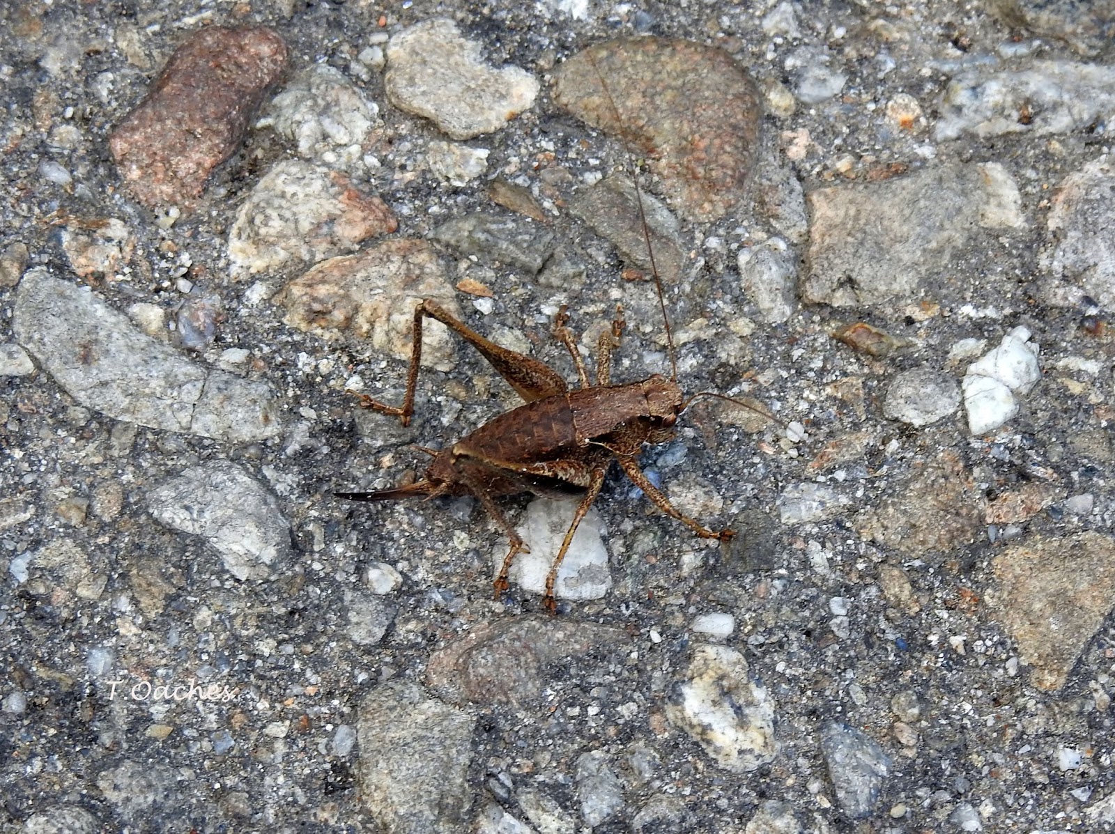 PASARI DIN ROMANIA: INSECTE (1 bis) - continuare