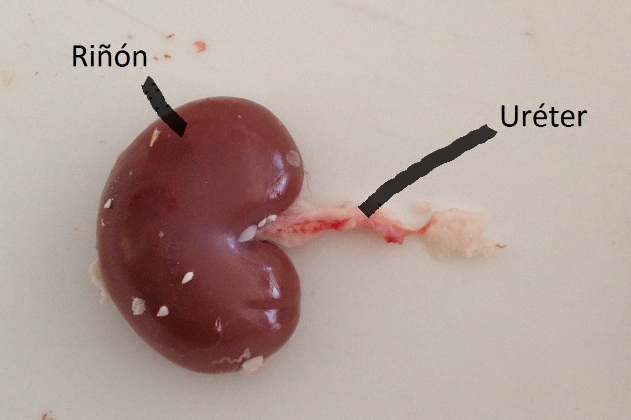 DESCUBRIENDO LA VIDA: Disección de riñones