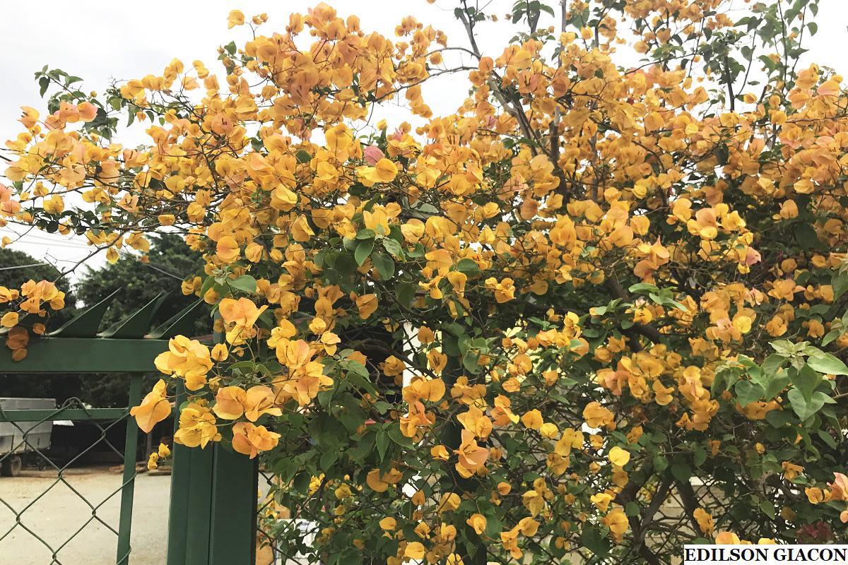 Viveiro Ciprest - Plantas Nativas e Exóticas: Primavera Amarela ...