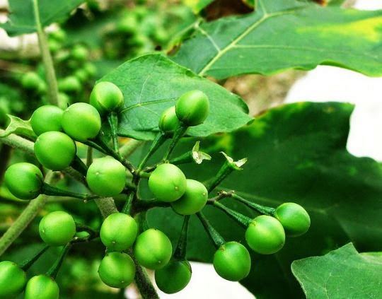 Serba-serbi informasi era teknologi Internet dalam kehidupan sehari ...