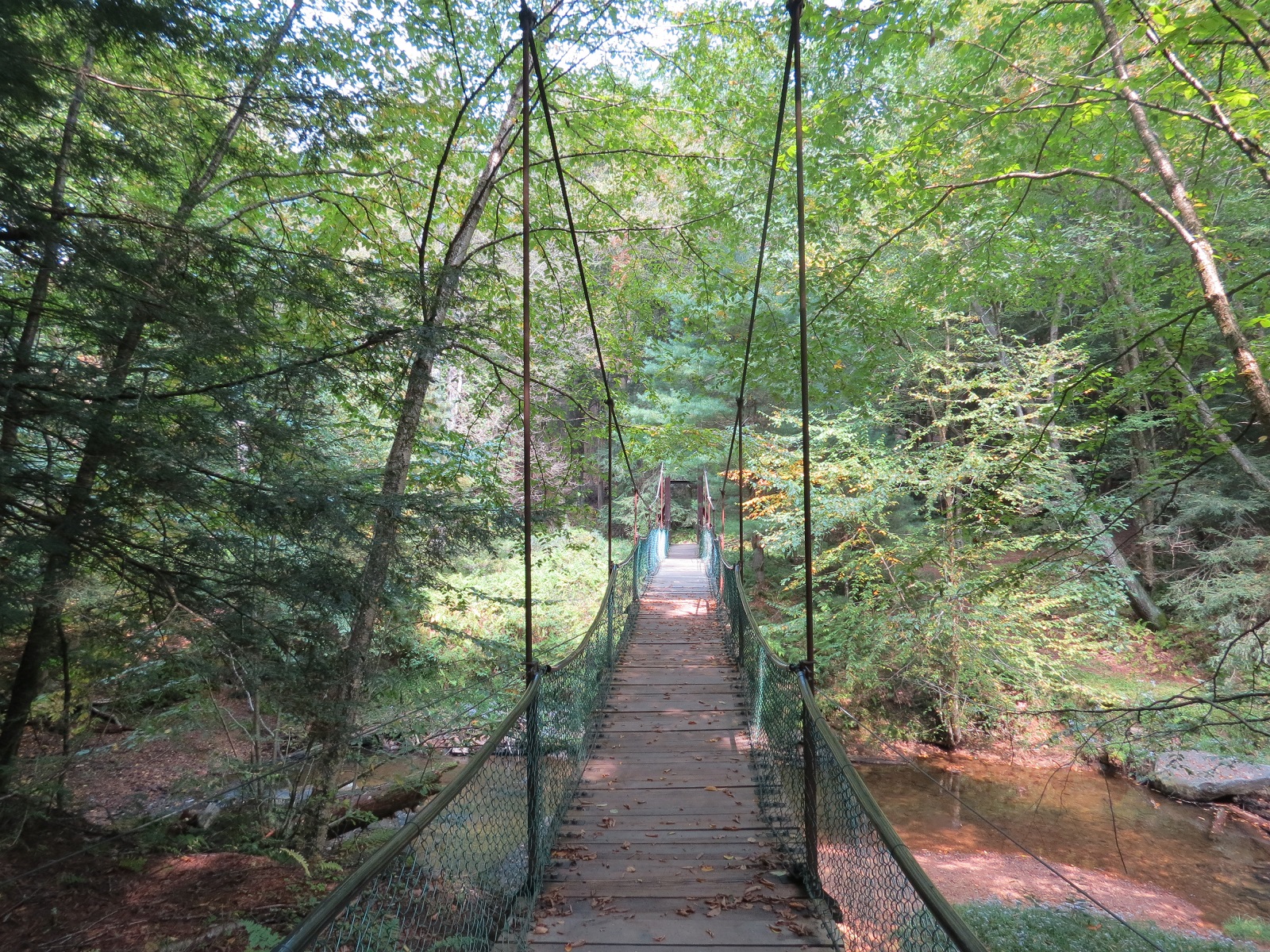 Viewing nature with Eileen: Cook Forest State Park