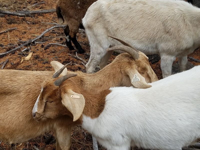 Arjunpuri in Qatar: Firefighting goats devour fuel before it can burn