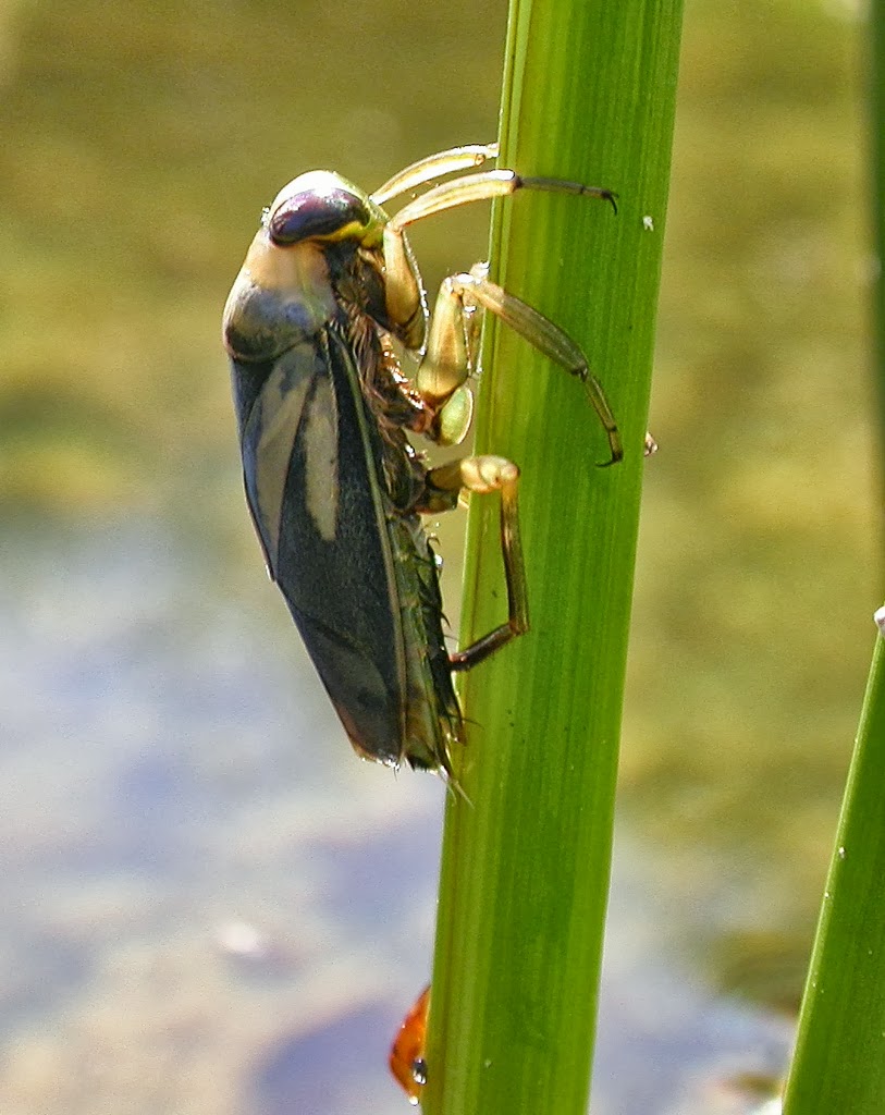 Species of UK: Week 29: Water Boatmen (‘Corixa’ and ‘Notonecta’)