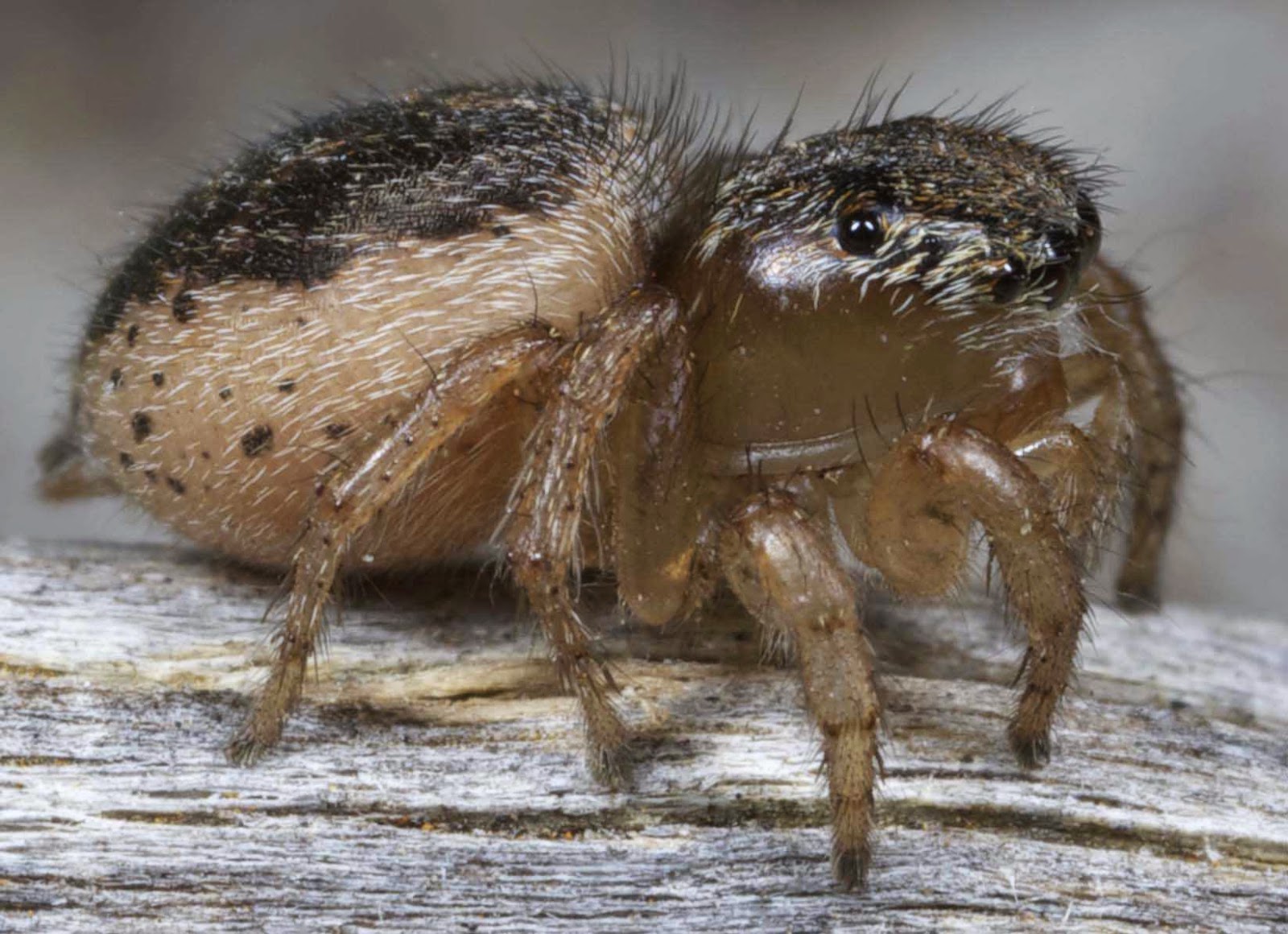 Sciency Thoughts: Maratus elephans, a new species of Peacock Spider ...