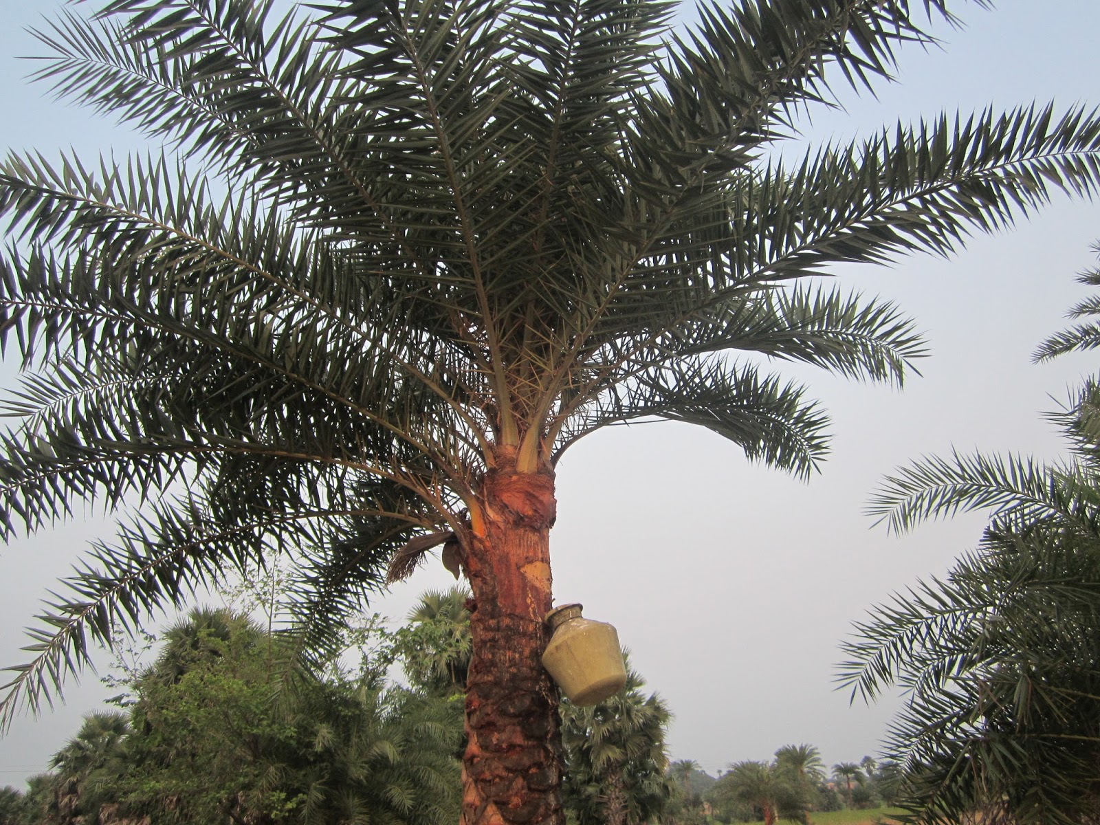 GROW TURMERIC: The Triple Features: Khara, Khejur & Khasla: