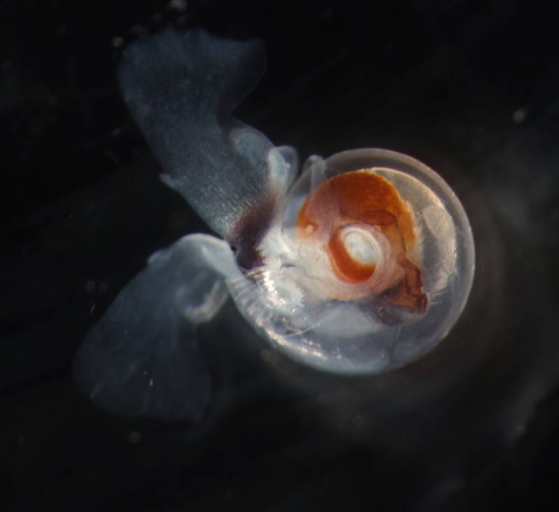 Charismatic Microfauna: Reeve's Pieces