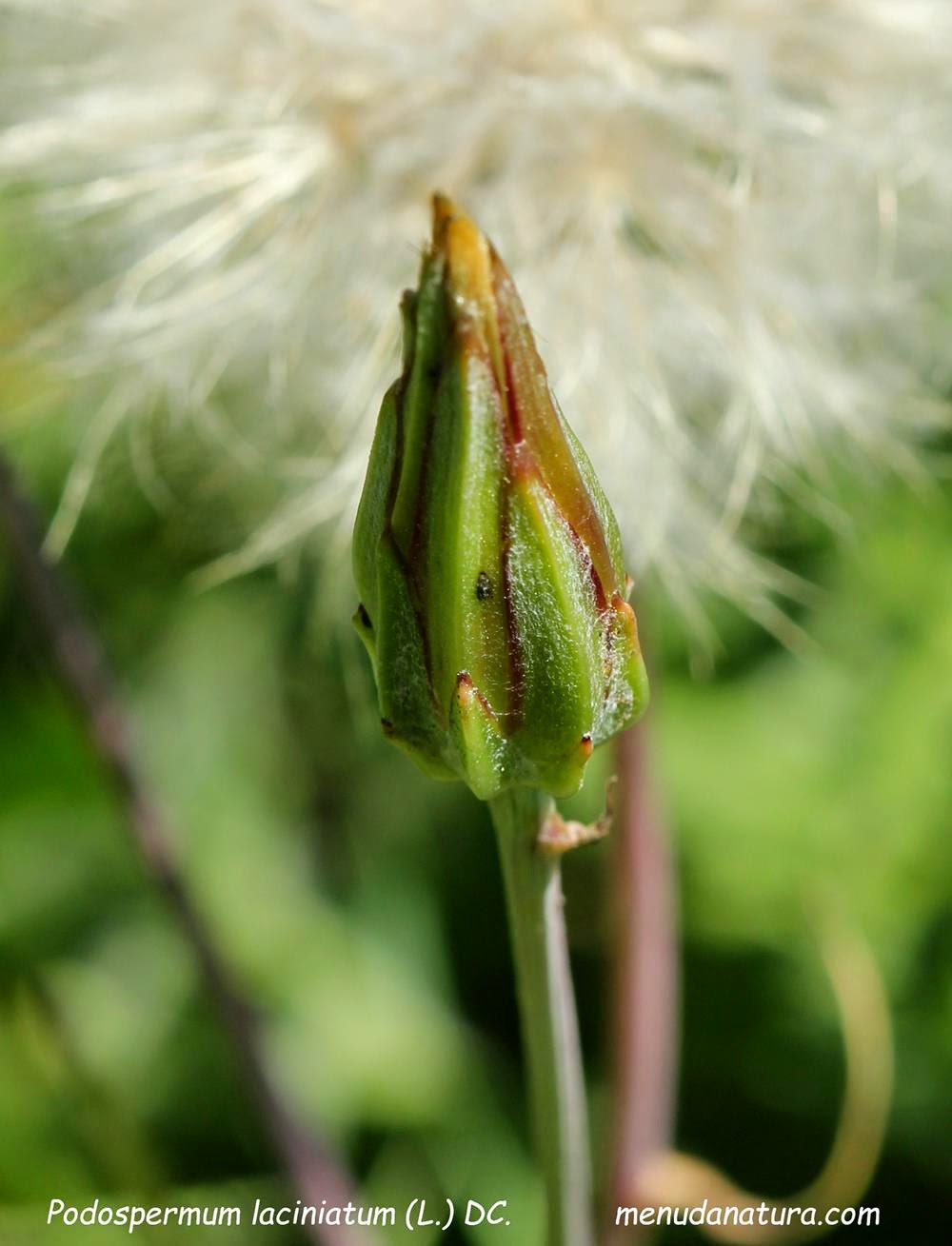 Menuda Natura: Podospermum laciniatum (L.) DC.