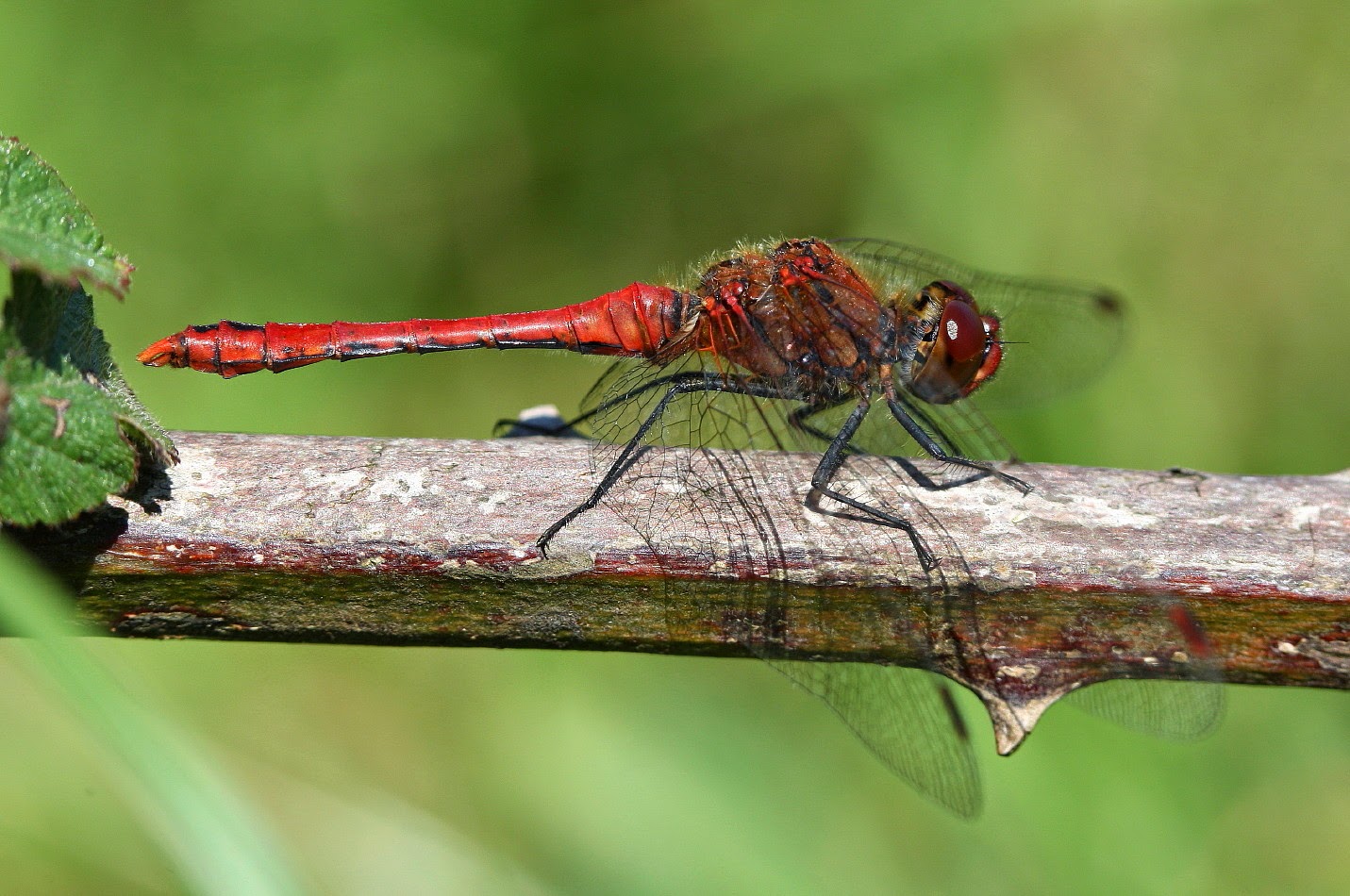 South Wales Birding.: More insects