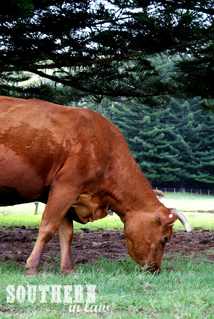 Southern In Law: Travel: Travelling to Norfolk Island