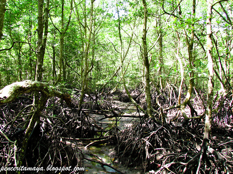 Ini cerita saya ...: Taman Paya Bakau Lumut, Perak.