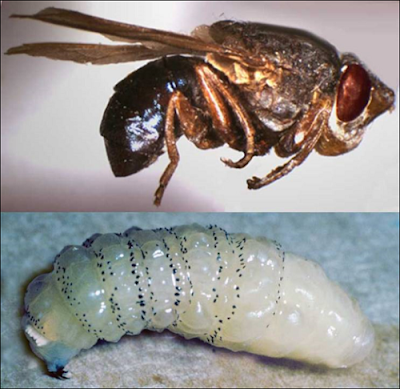 Caduceo Dorado: MIASIS POR DERMATOBIA HOMINIS (BORO)