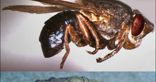 Caduceo Dorado: MIASIS POR DERMATOBIA HOMINIS (BORO)