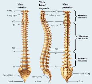 Cuidados UTI: Dermatómos