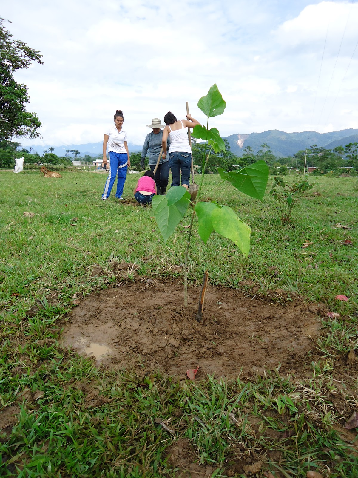 PROYECTO AMBIENTAL ESCOLAR ABC