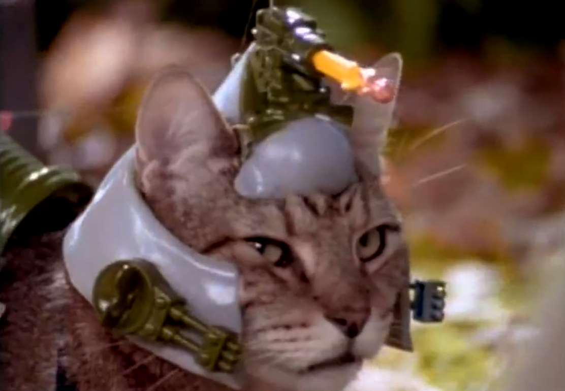 GAMMA WORLD WAR!: Video: Action Cats are Awesome!
