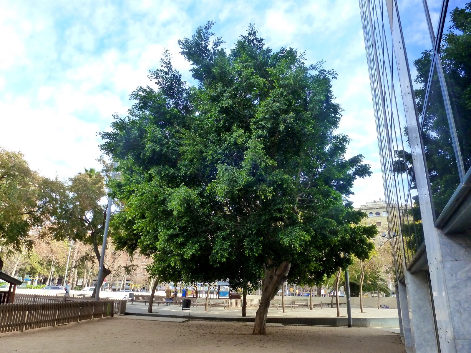 Árboles con alma: Laurel de Indias. (Ficus microcarpa)