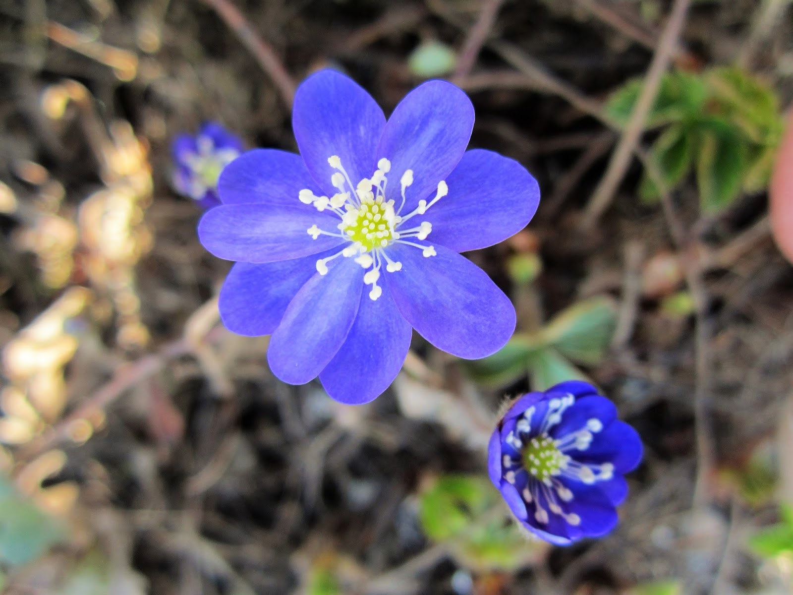 Manni tegemised: Sinililled